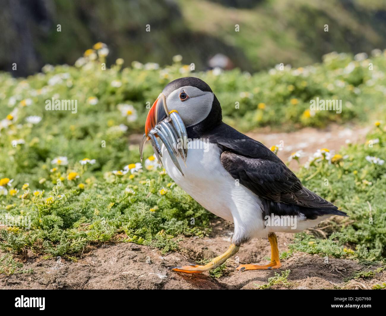 Atlantic puffin on Skomer Island, Wales in summer Stock Photo - Alamy