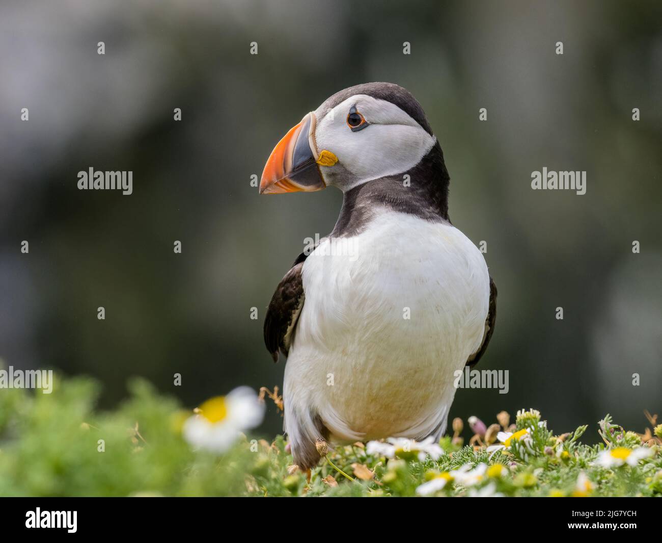 Atlantic puffin on Skomer Island, Wales in summer Stock Photo - Alamy
