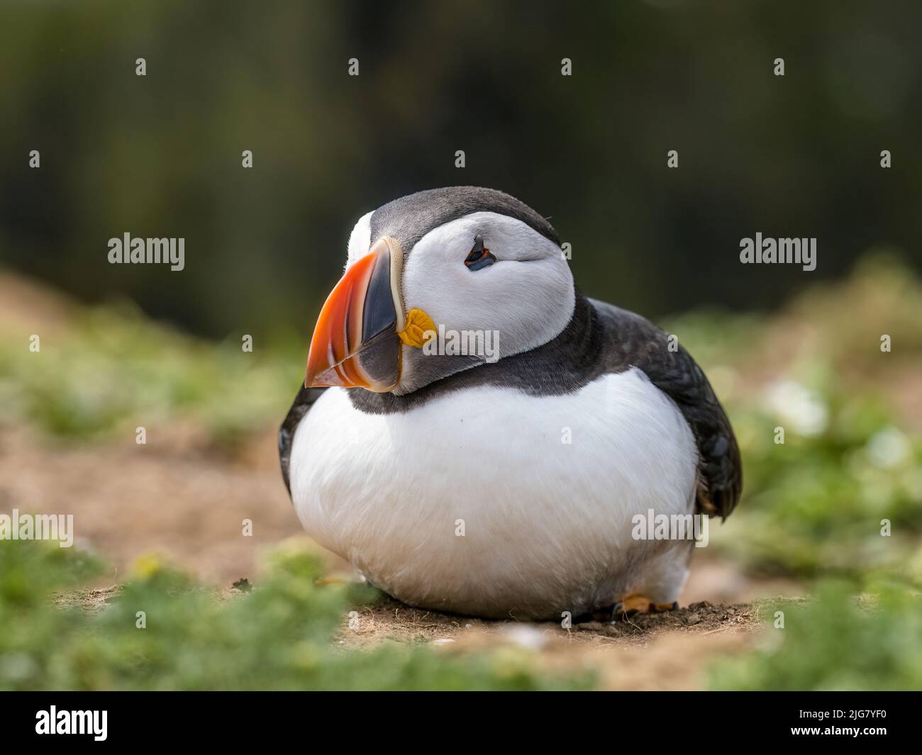 Atlantic puffin on Skomer Island, Wales in summer Stock Photo - Alamy