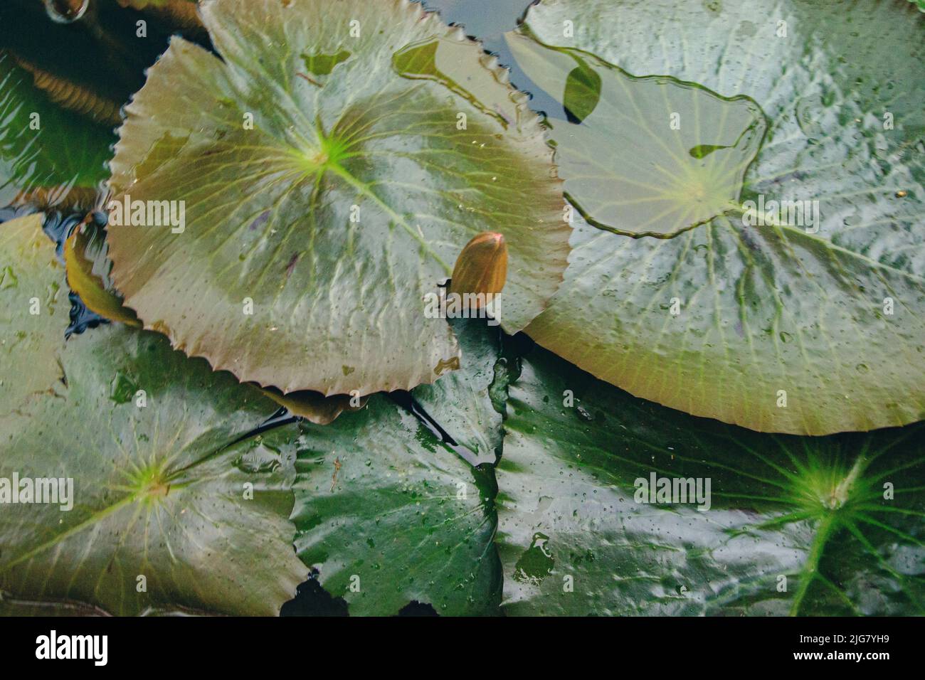 Close up Texture and Pattern of Water lily Leaves on Water Stock Photo ...