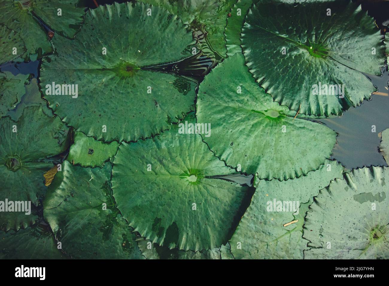 Close up Texture and Pattern of Water lily Leaves on Water Stock Photo ...
