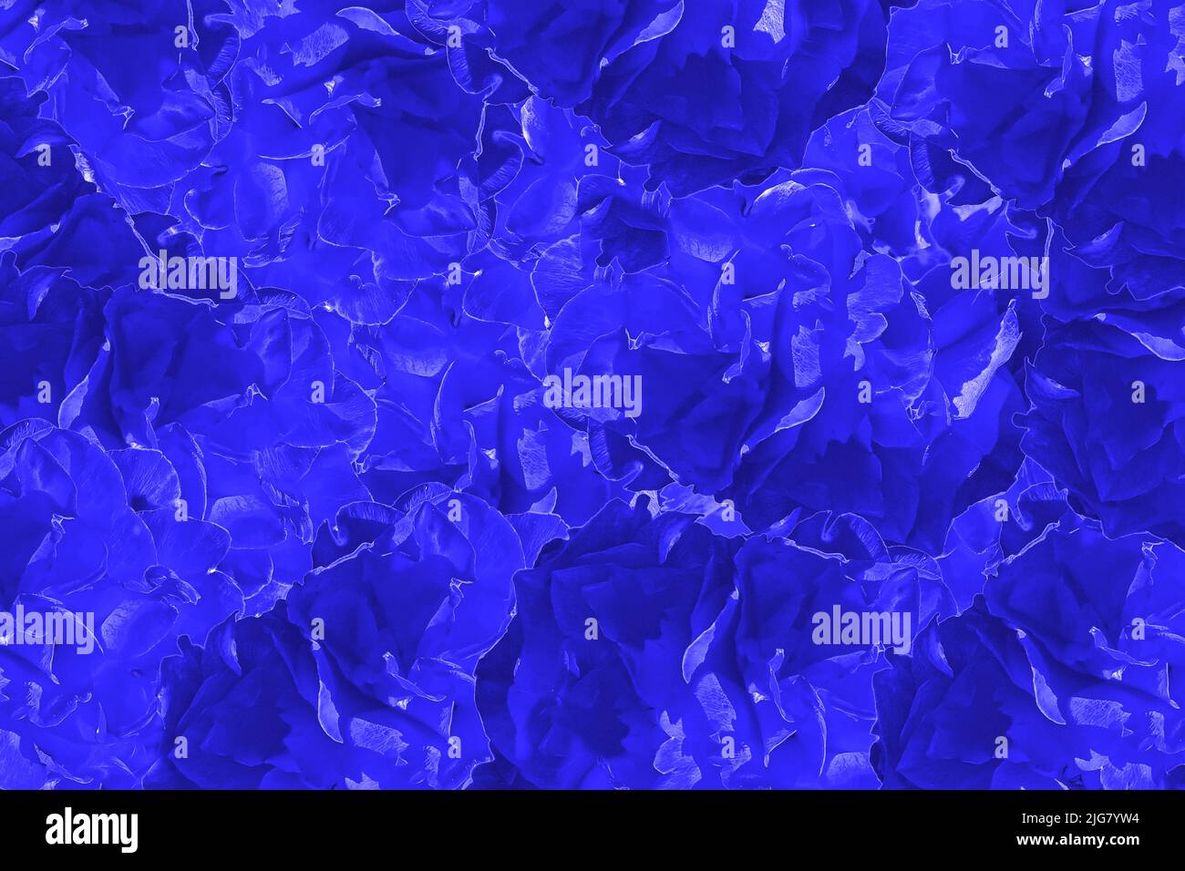 Rose Petals Graphic Background Bavaria Germany Stock Photo - Alamy