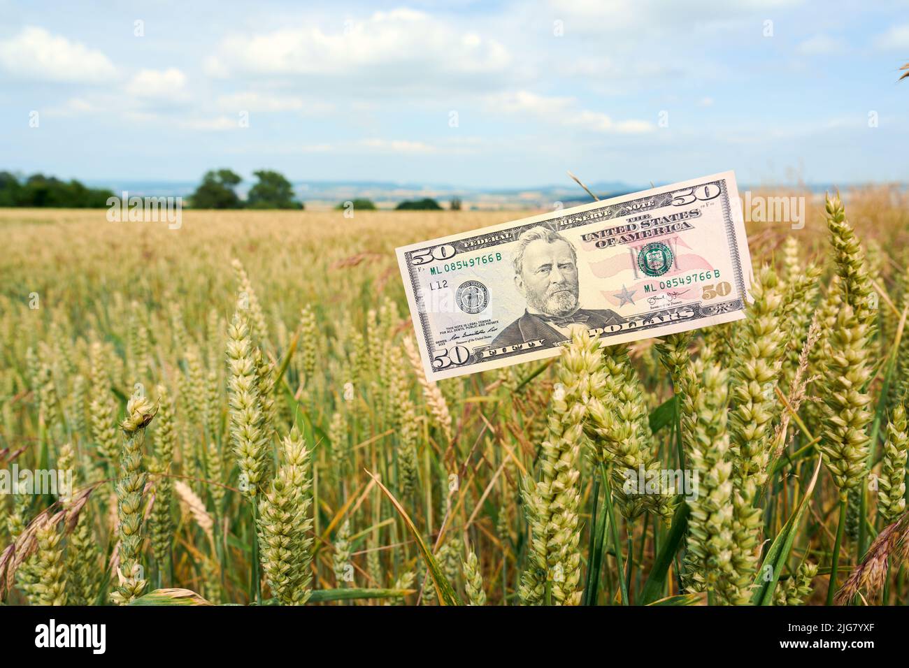 A fifty dollar bill in a ripe wheat field, rising price of grain and ...