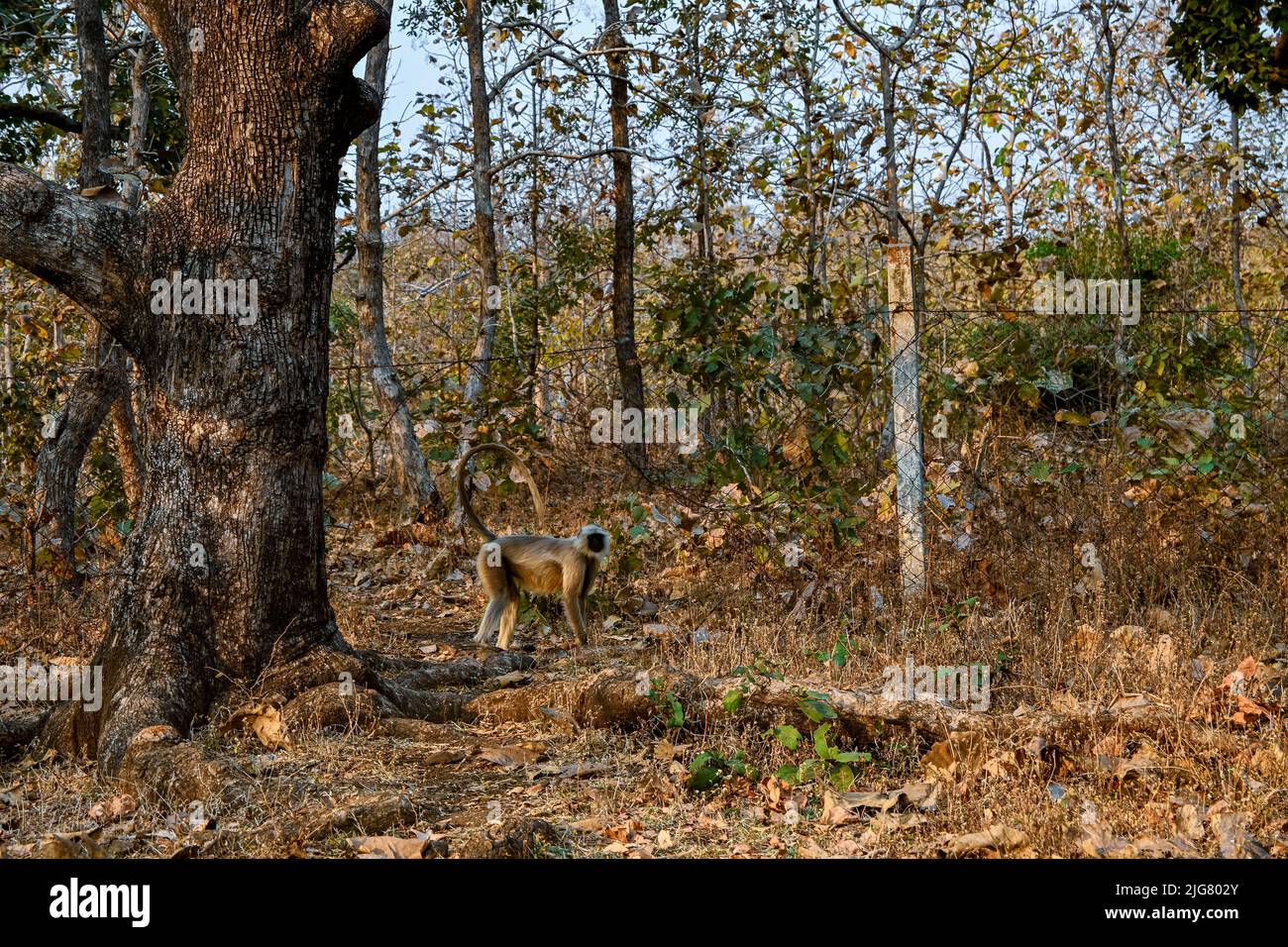 A closeup of a monkey crouching on the ground beside a tree Stock Photo ...