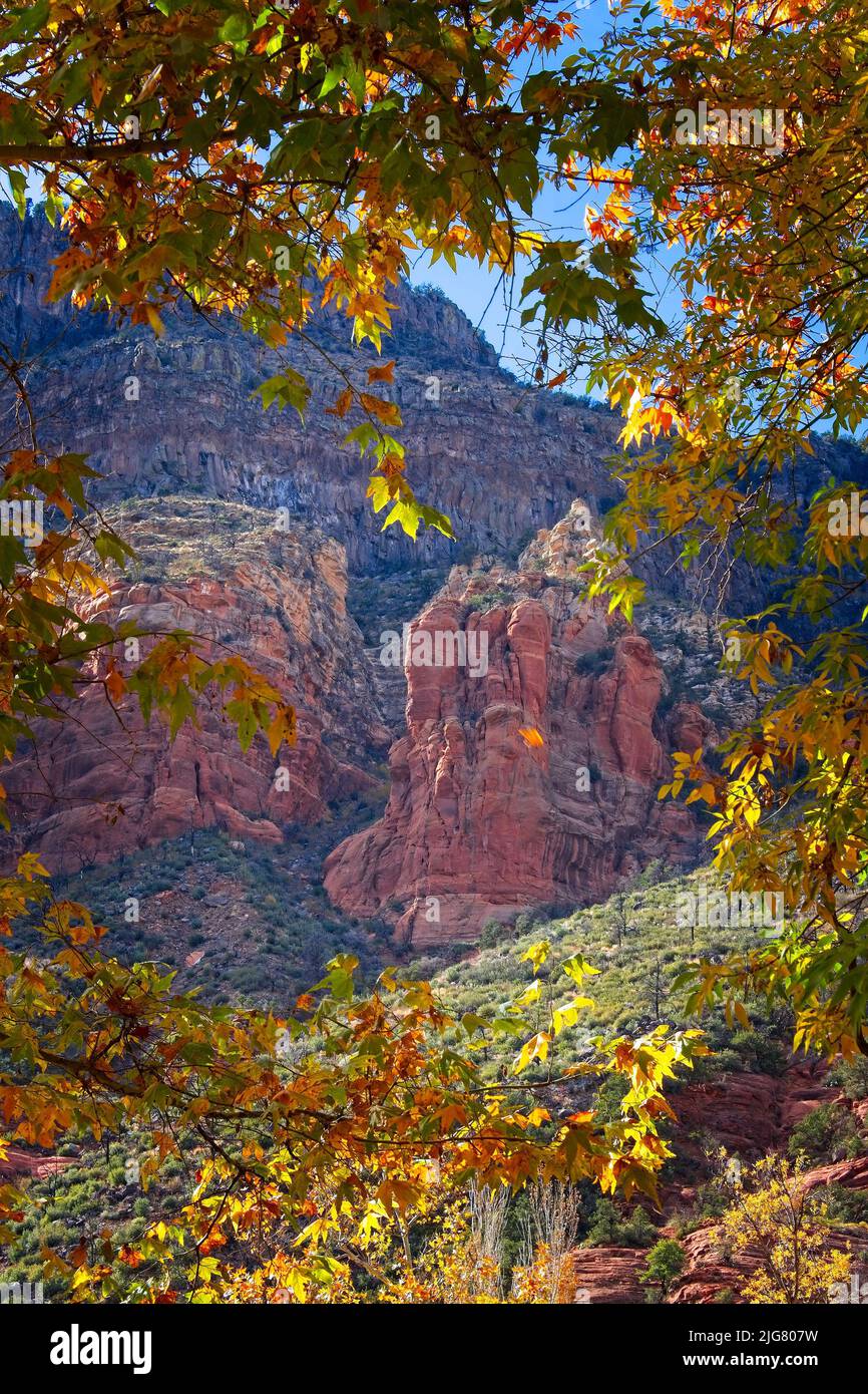 Red Rocks in Oak Creek Canyon, Sedona, Arizona, framed by yellow leaves ...