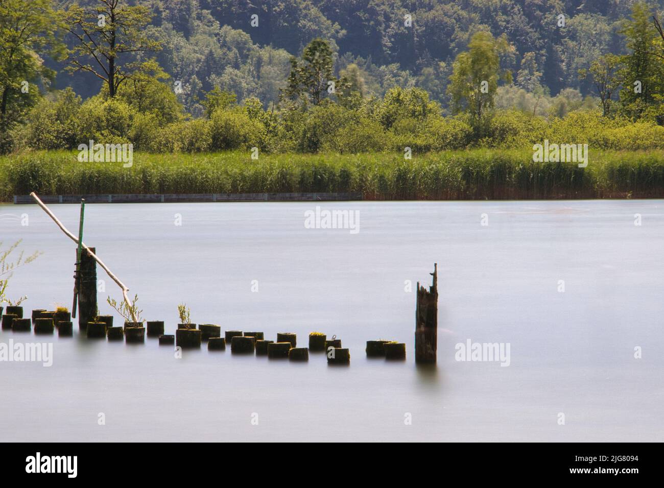 A lake with tree stumps and plants surrounded by a grass field with a ...
