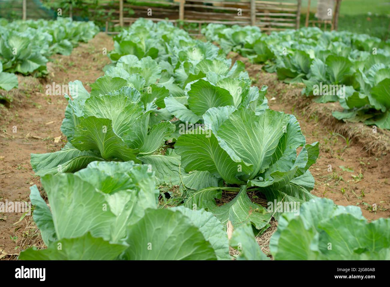 An organic raw cabbage farm Stock Photo - Alamy