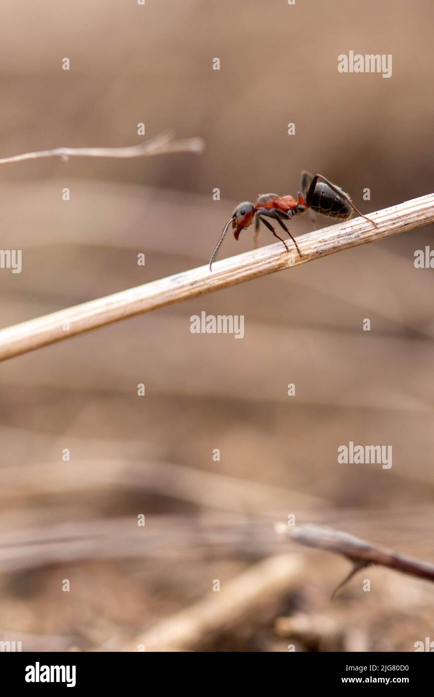A vertical shot of a small ant crawling on a twig during the daytime ...