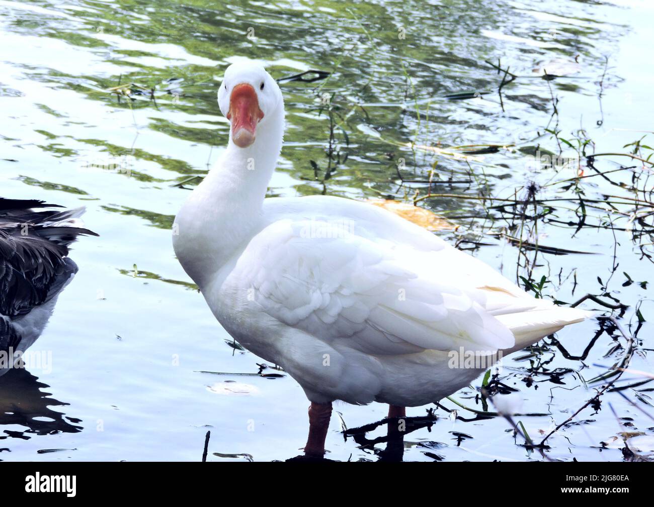 A white goose walking on water Stock Photo - Alamy