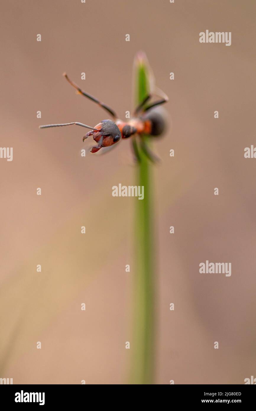 A small ant crawling on a green plant leaf during the daytime Stock ...