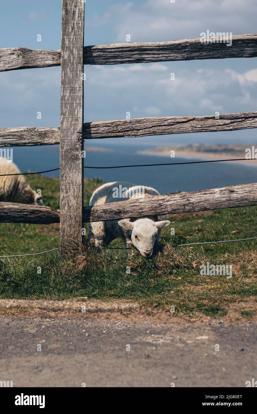 A vertical view of a lamb sneaking his head out of the fence Stock ...