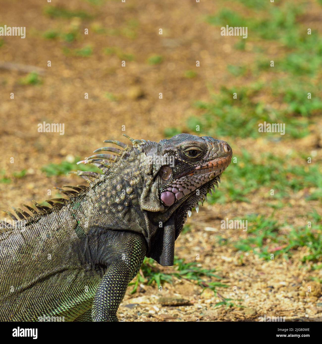 Side profile of an Iguana in the U.S. Virgin Islands Stock Photo - Alamy