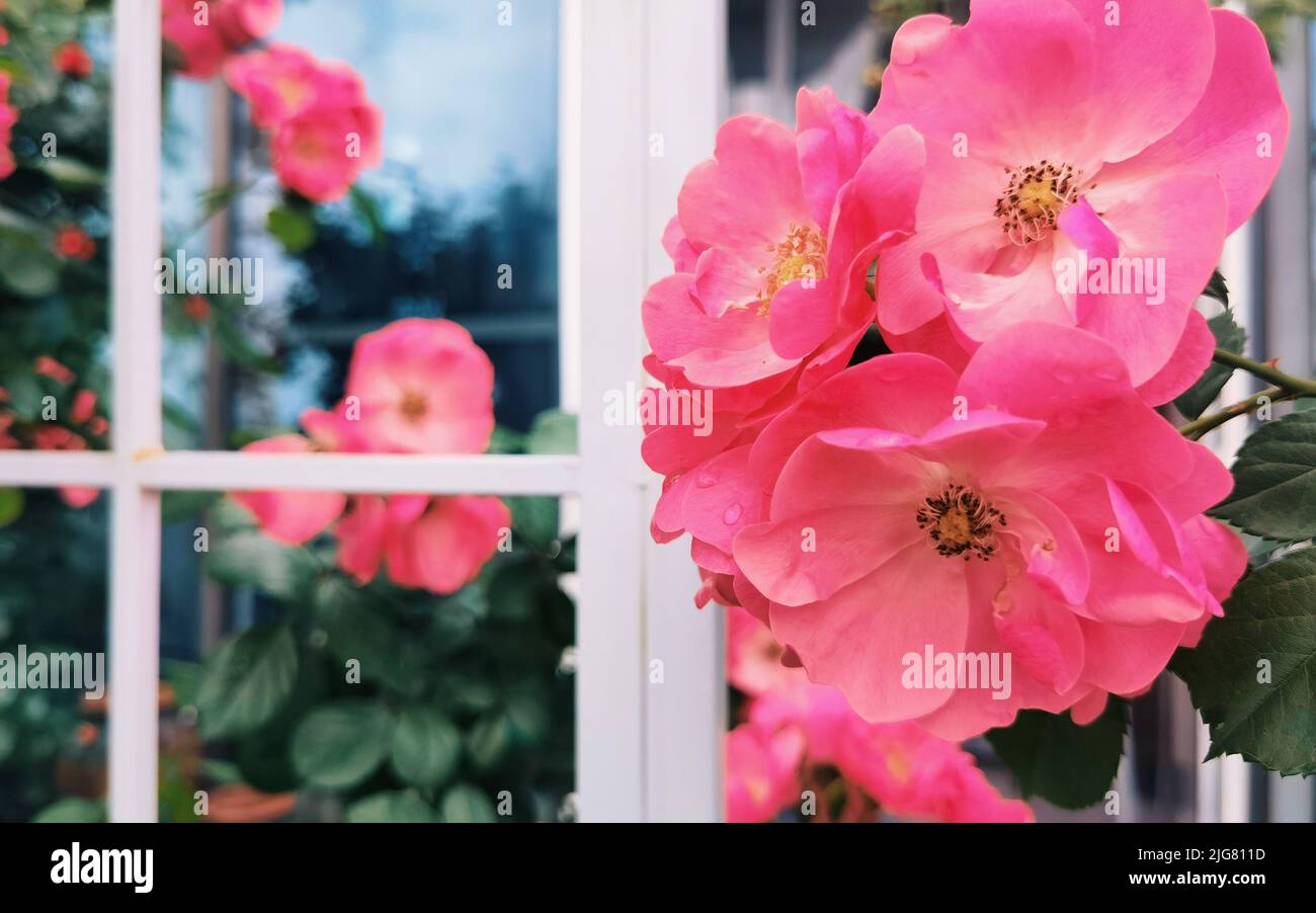 The pink floribunda roses in the garden Stock Photo - Alamy