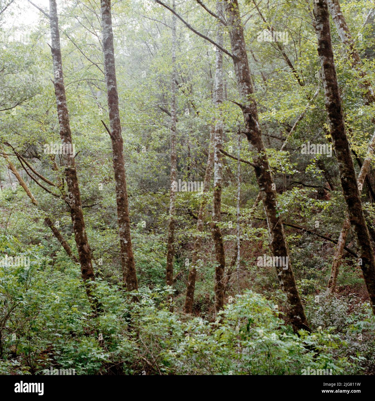 The dense forest in Point Reyes National Seashore, California Stock ...
