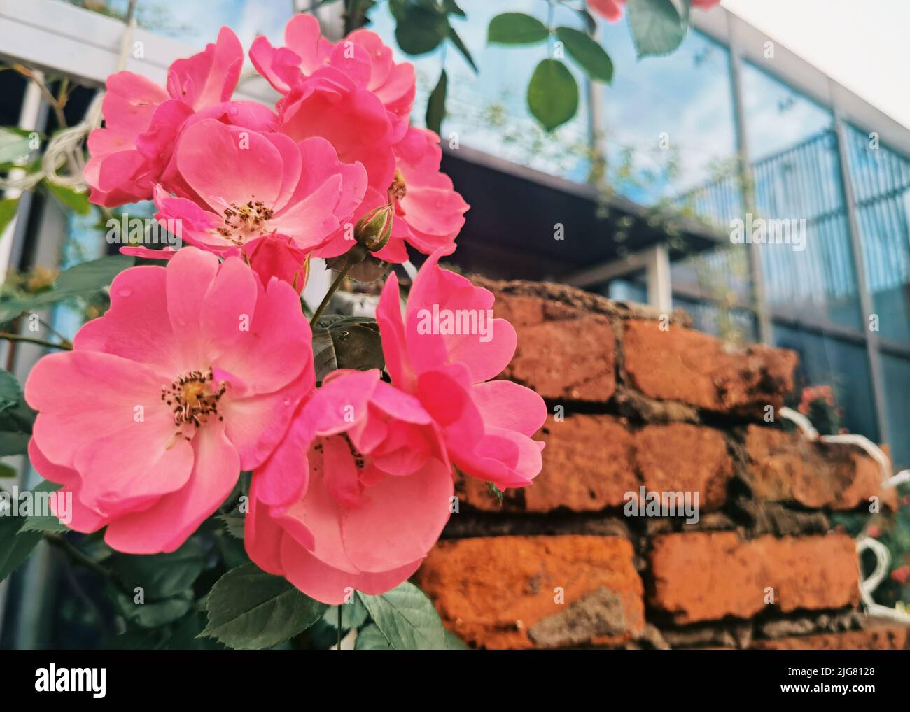 The pink floribunda roses in the garden Stock Photo - Alamy