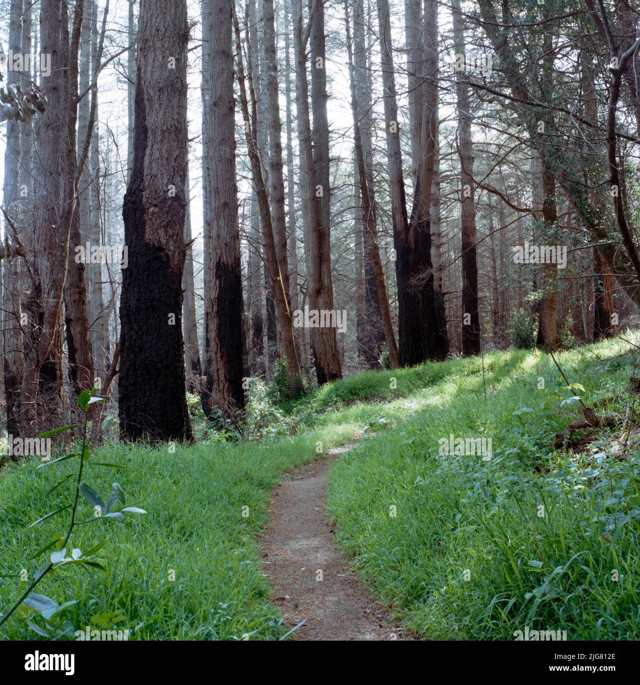 The dense forest in Point Reyes National Seashore, California Stock ...