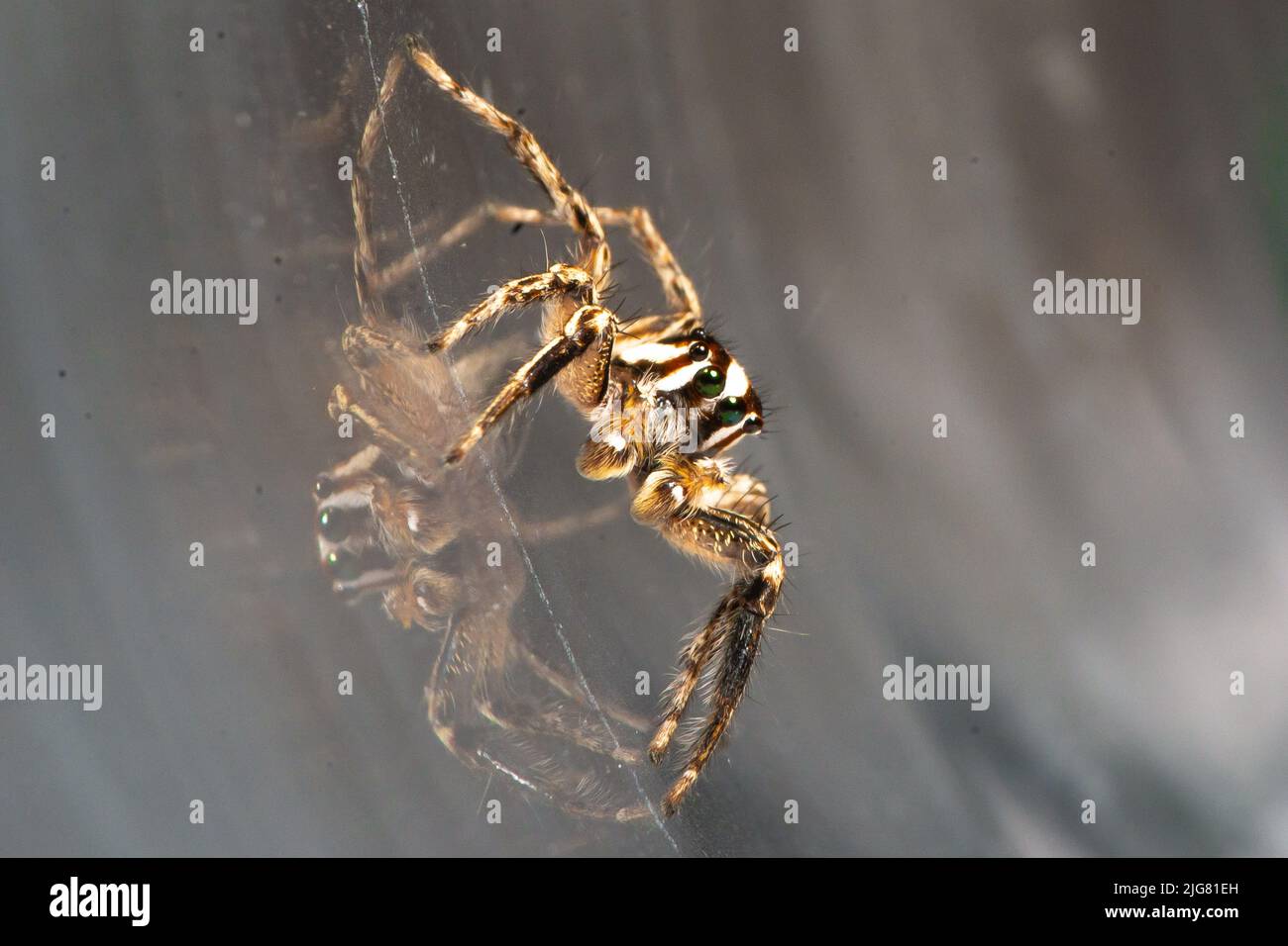 Close-up of a Jumping spider, pantropical jumping spider, Plexippus ...