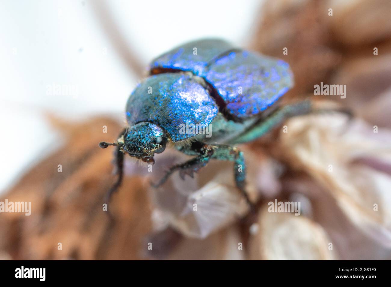 Blue brilliant beetle, Hoplia coerulea, in a flower. Close-up, macro ...