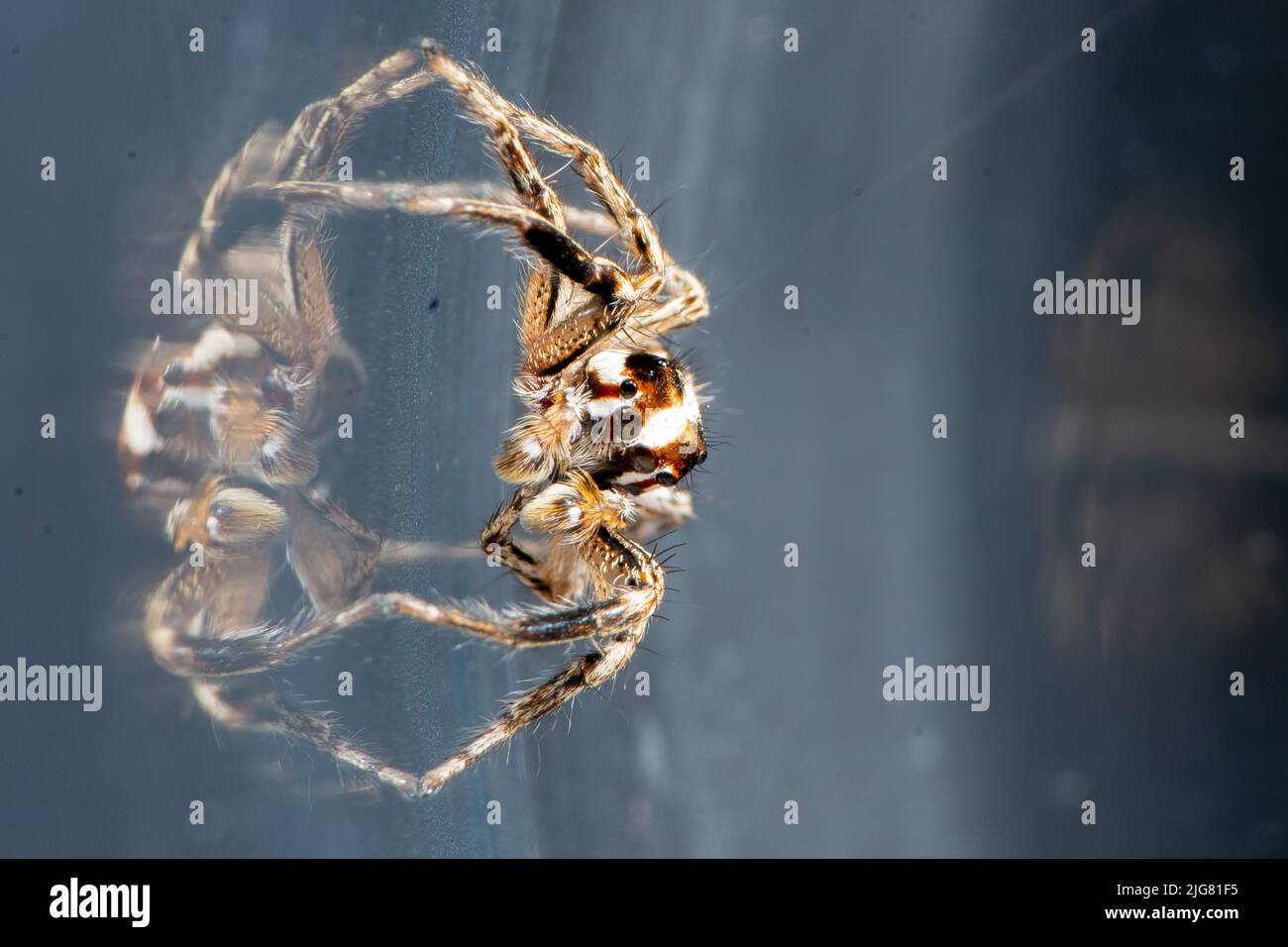 Close-up of a Jumping spider, pantropical jumping spider, Plexippus ...