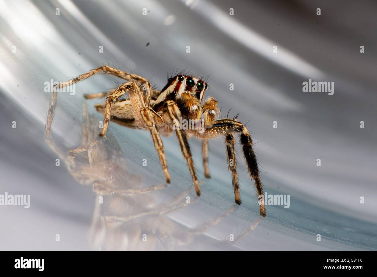 Close-up of a Jumping spider, pantropical jumping spider, Plexippus ...