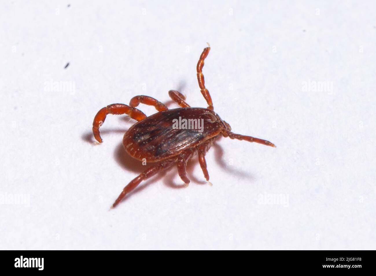 Tick, Ixodida, whit white background, close-up photo, macrophotography ...