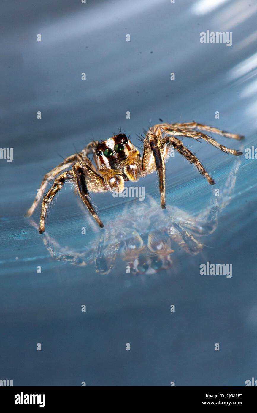 Close-up of a Jumping spider, pantropical jumping spider, Plexippus ...