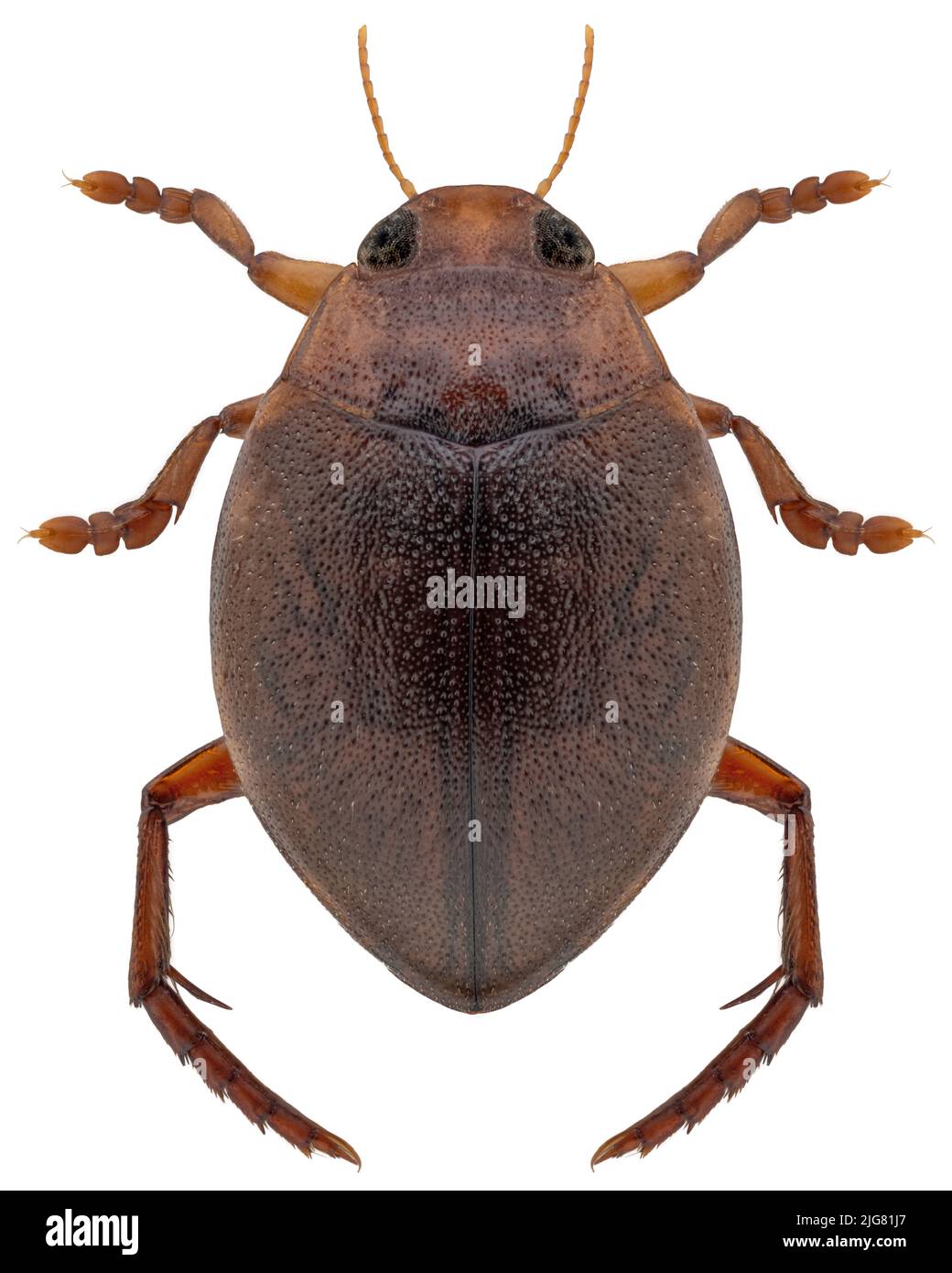 Predaceous diving beetle species Hyphydrus ovatus Stock Photo - Alamy