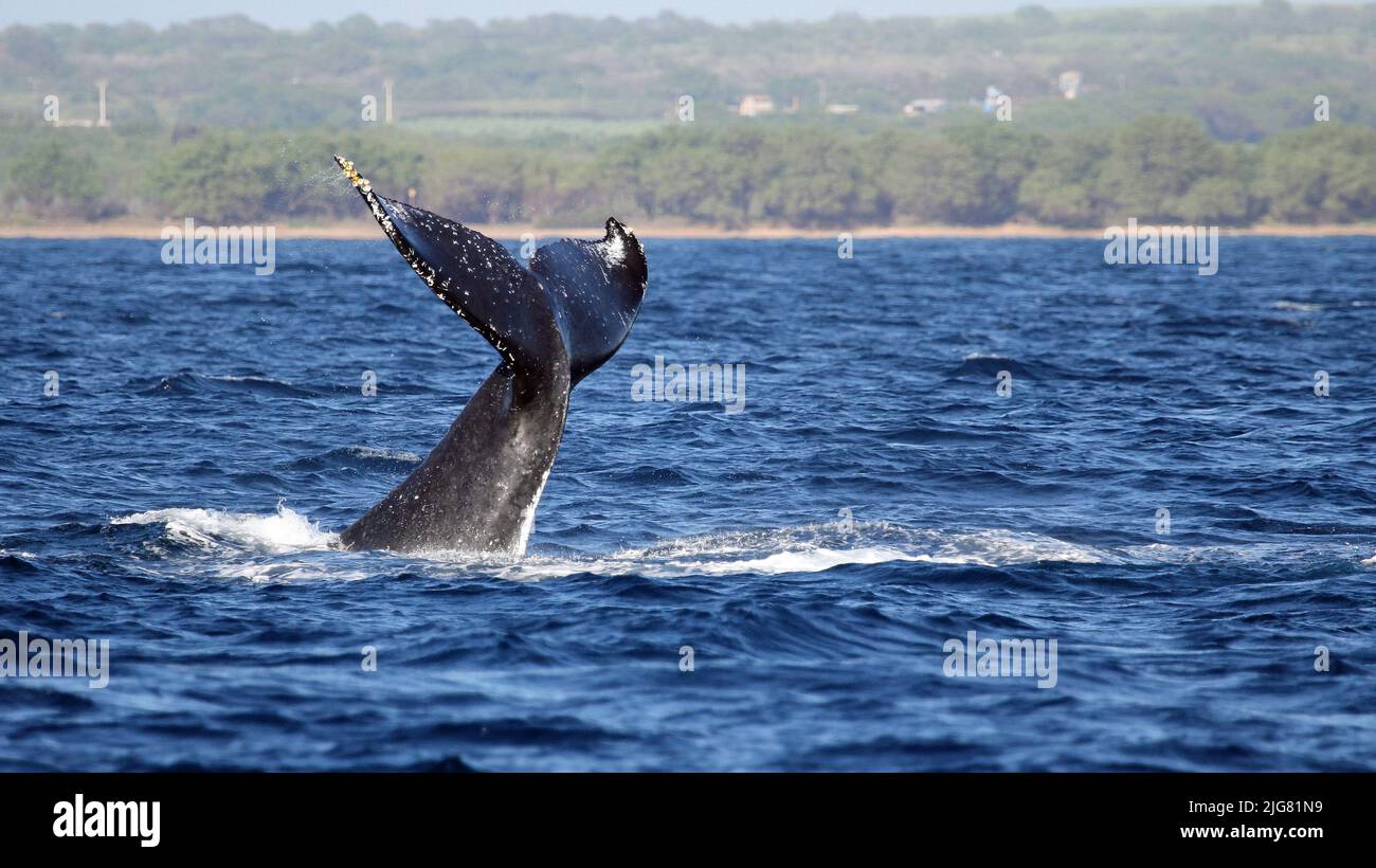 Whales tail, Hawaii Stock Photo - Alamy