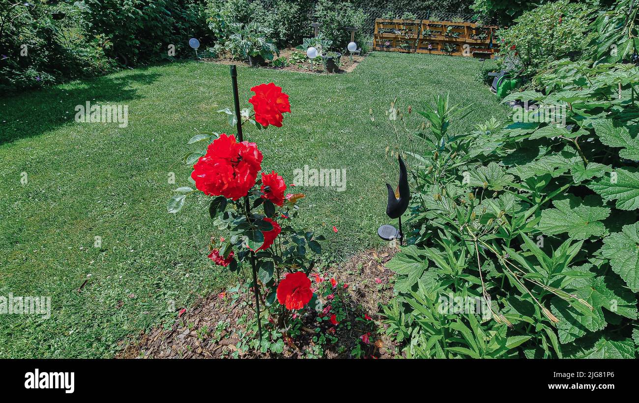 Flora of bavaria hi-res stock photography and images - Alamy