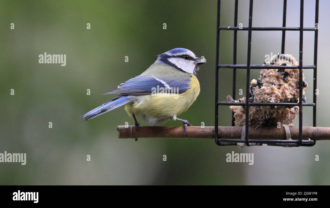 A closeup of a Eurasian blue tit perched on a bird feeder with fat ...