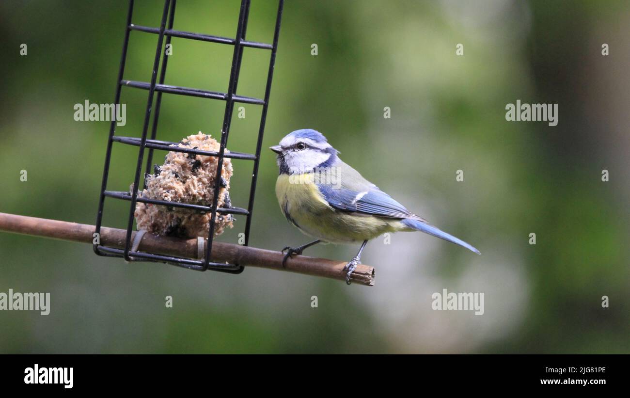A closeup of a Eurasian blue tit perched on a bird feeder with fat ...