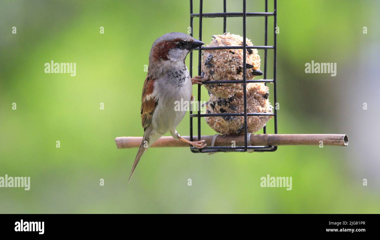 A closeup of a sparrow perched on a bird feeder with fat balls Stock ...