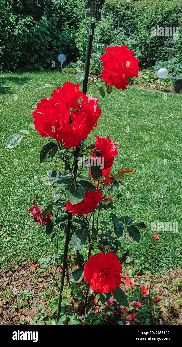 Flora of bavaria hi-res stock photography and images - Alamy