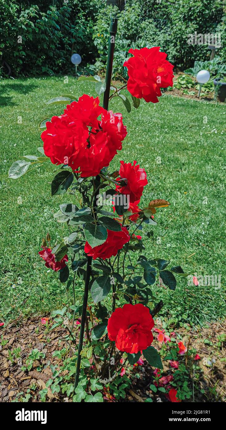 Flora of bavaria hi-res stock photography and images - Alamy