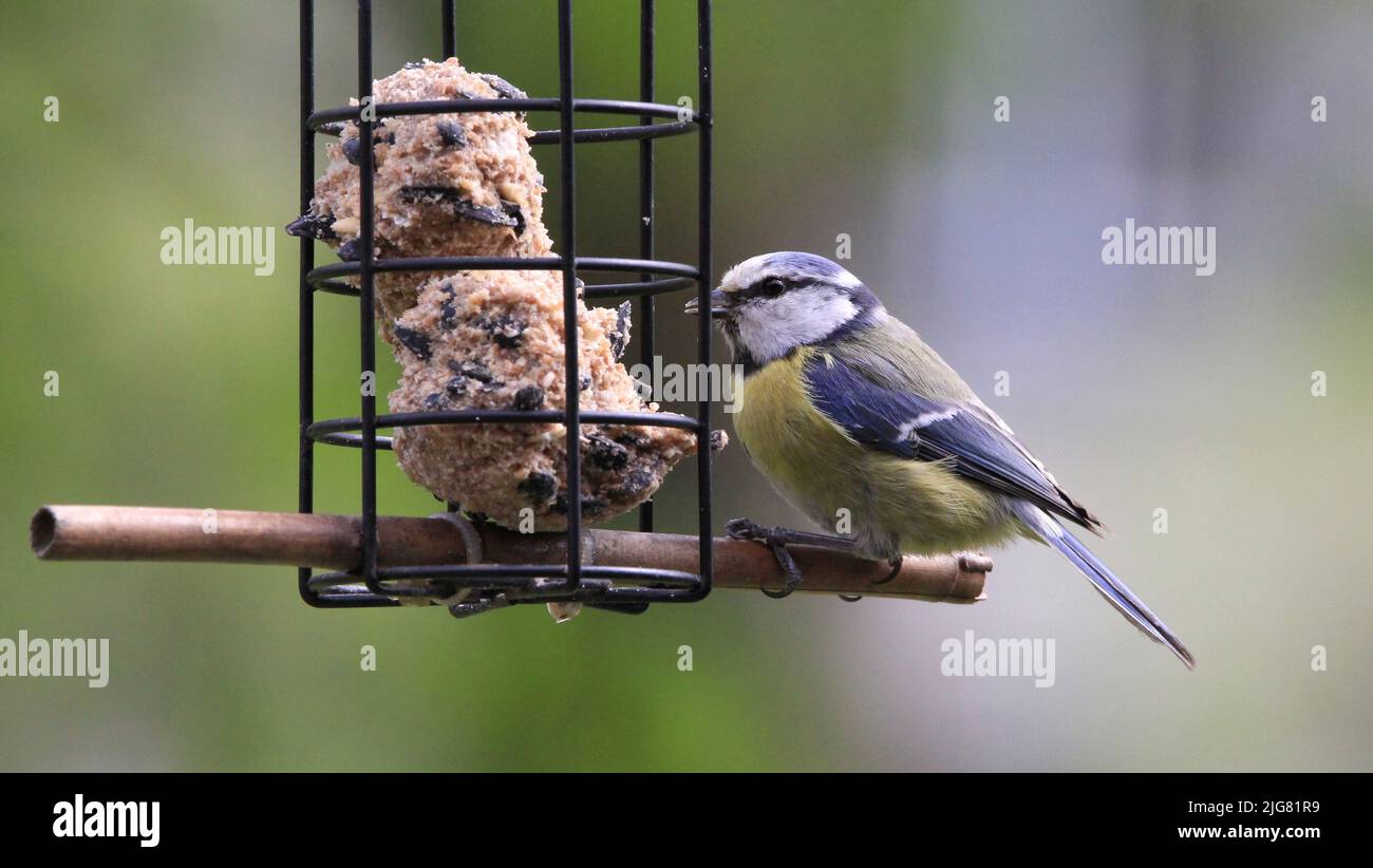 A closeup of a Eurasian blue tit perched on a bird feeder with fat ...