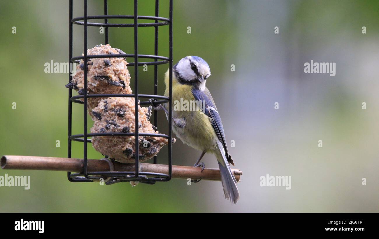A closeup of a Eurasian blue tit perched on a bird feeder with fat ...