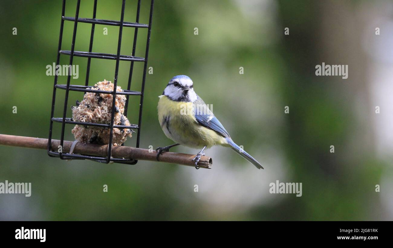 A closeup of a Eurasian blue tit perched on a bird feeder with fat ...