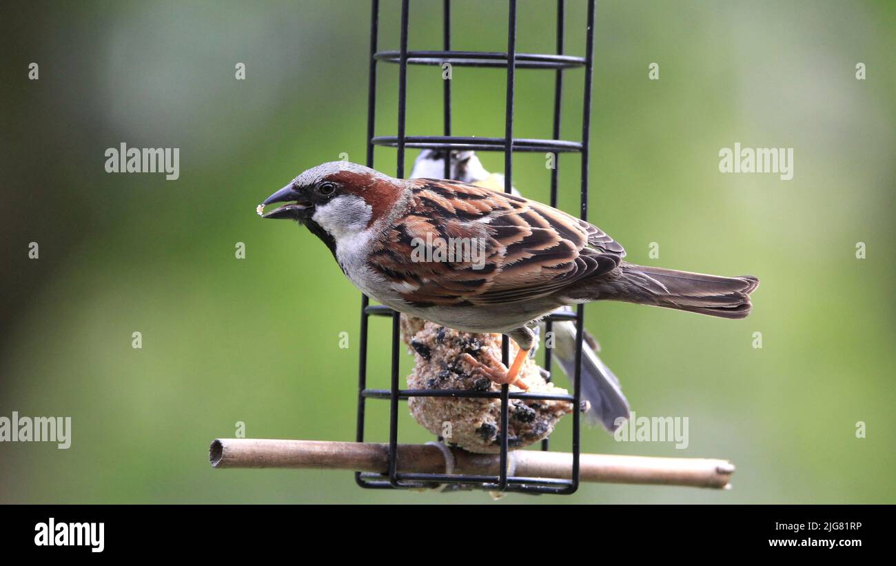 A closeup of a sparrow perched on a bird feeder with fat balls Stock ...