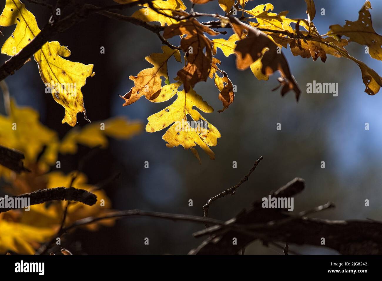 Closeup of yellow oak leaves in the fall Stock Photo - Alamy
