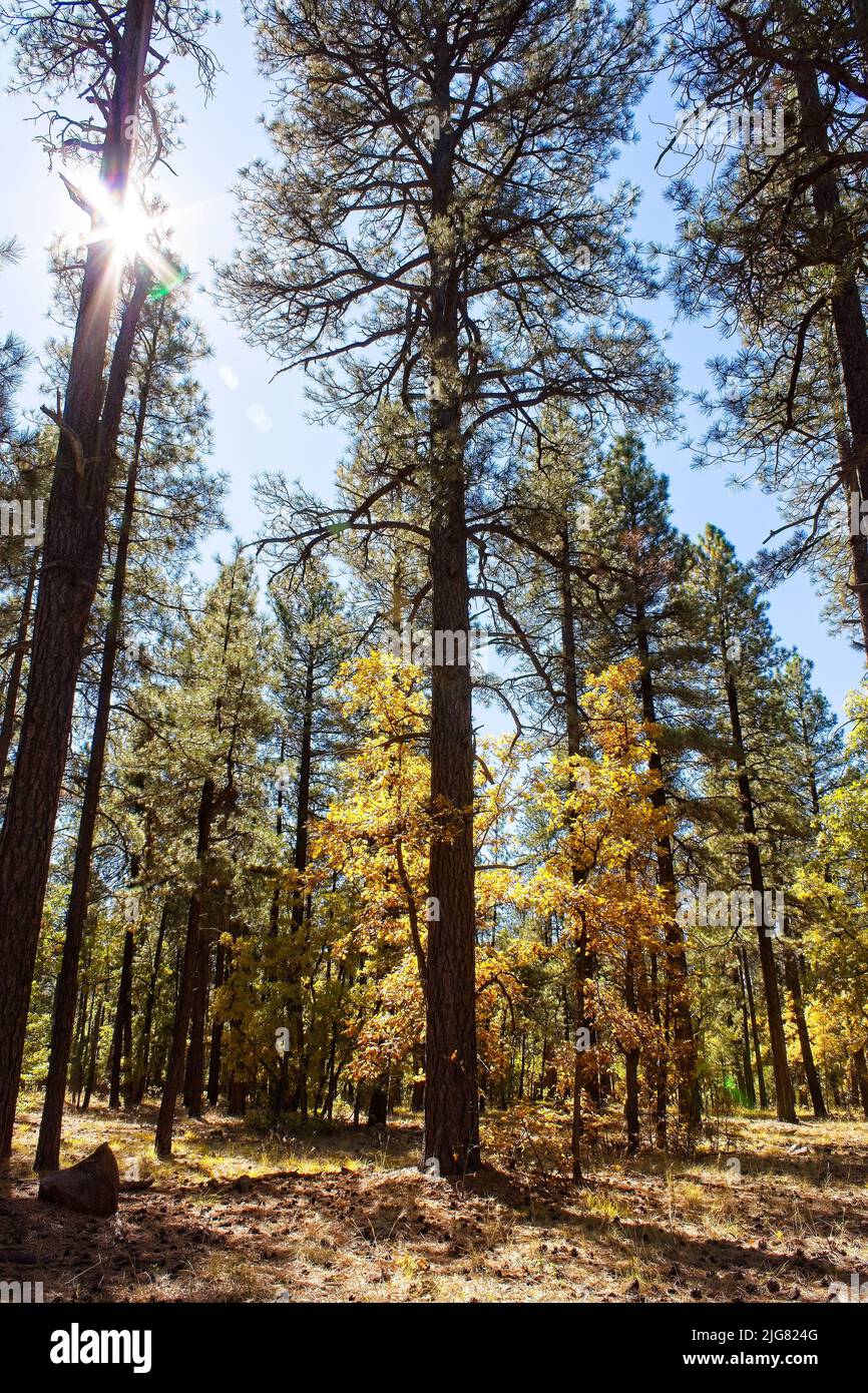 Yellow oak trees in pine forest with sunburst Stock Photo - Alamy