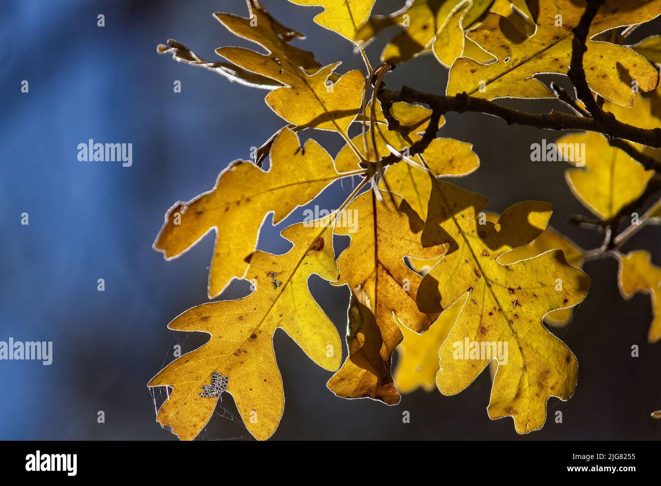 Closeup of yellow oak leaves in the fall Stock Photo - Alamy