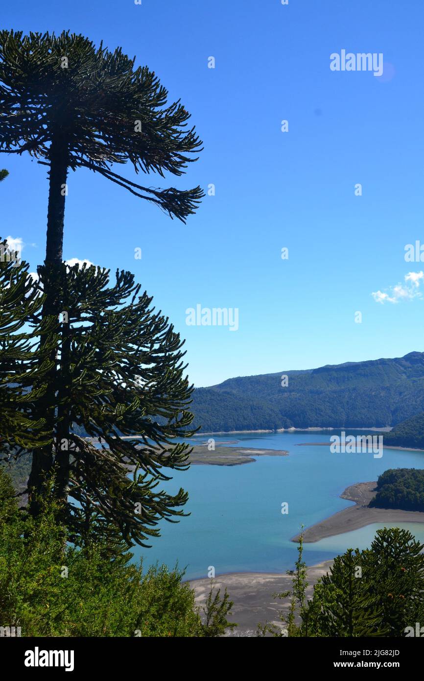A vertical view of Monkey puzzle trees by the lake against the mountain ...