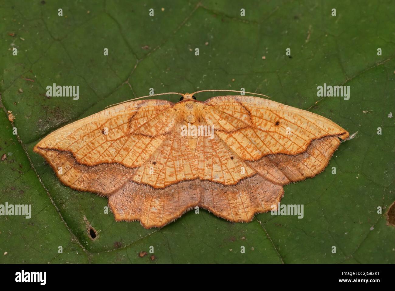 Closeup on a bordered beauty geometer moth, Epione repandaria, sitting ...