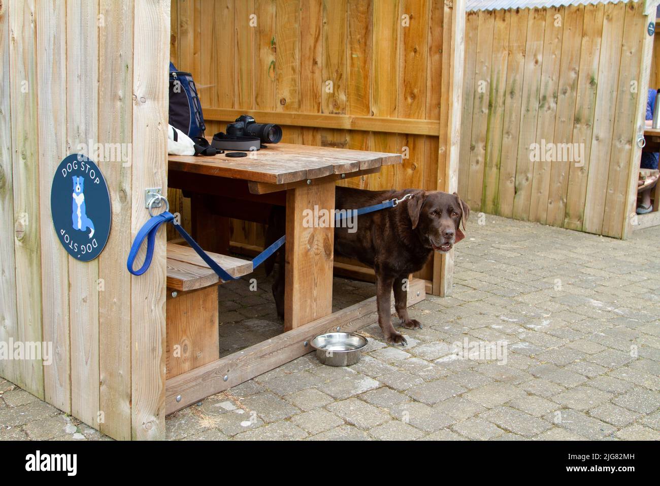 Dog Stop: Chocolate Labrador "parked" at Rheghed Serices, Penrith ...
