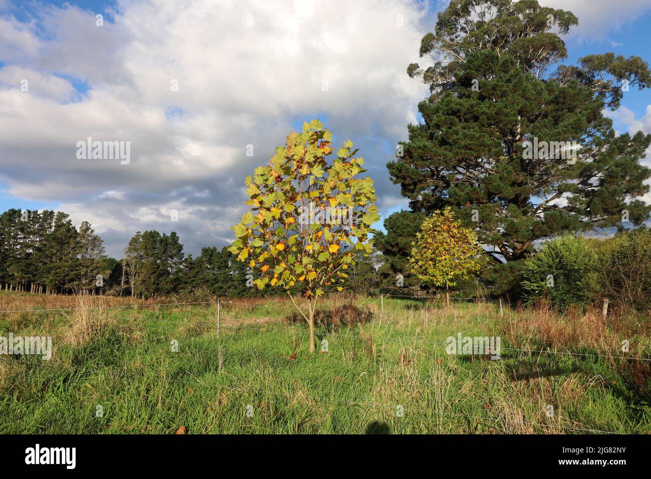 Beautiful evergreen trees hi-res stock photography and images - Alamy