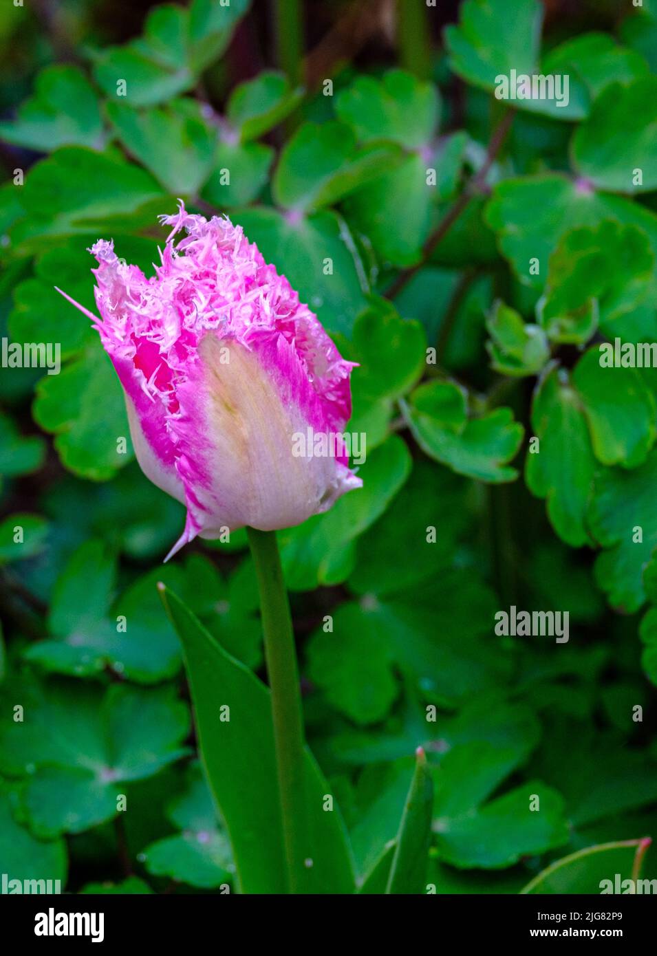 Pink frilly blossom hi-res stock photography and images - Alamy