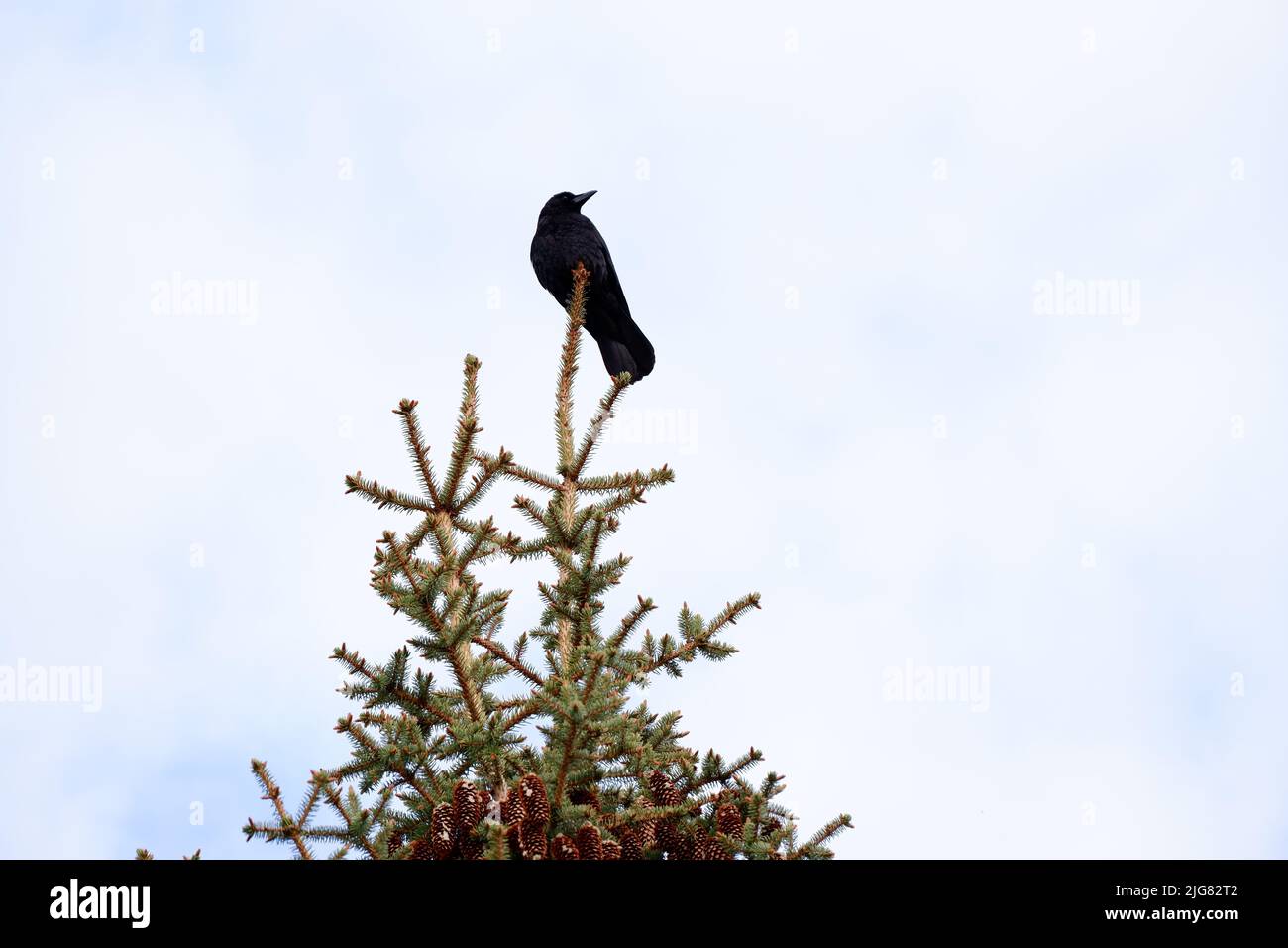 Crow on branch pine hi-res stock photography and images - Alamy