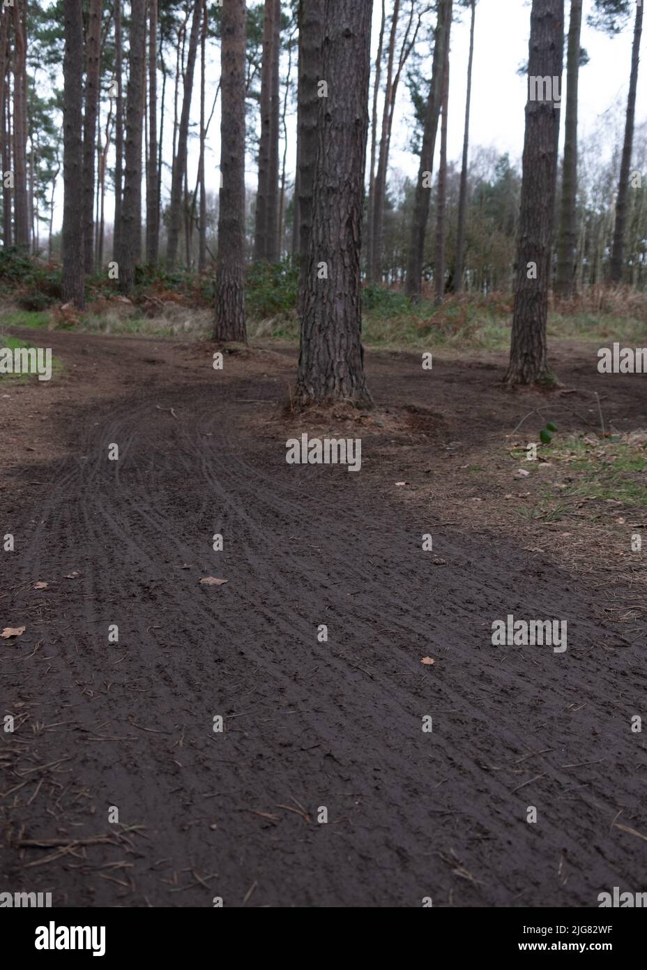 A vertical shot of muddy ground and trees in a forest in the daytime ...