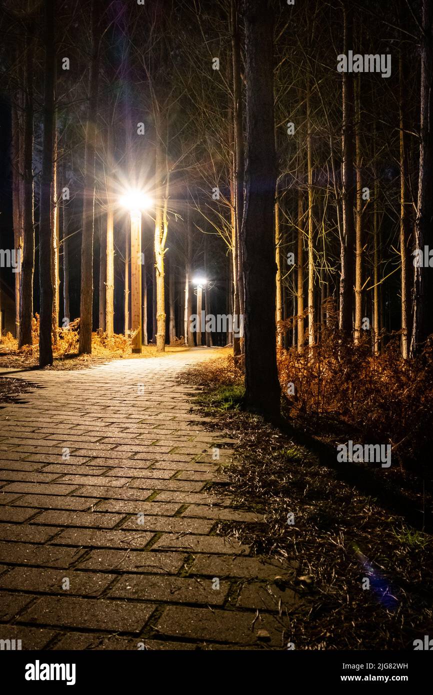 A pathway between trees with lighted lanterns in a park at night Stock ...