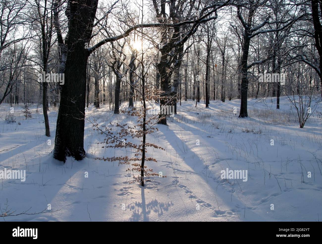 Seasonal weather, winter in a forest Stock Photo - Alamy